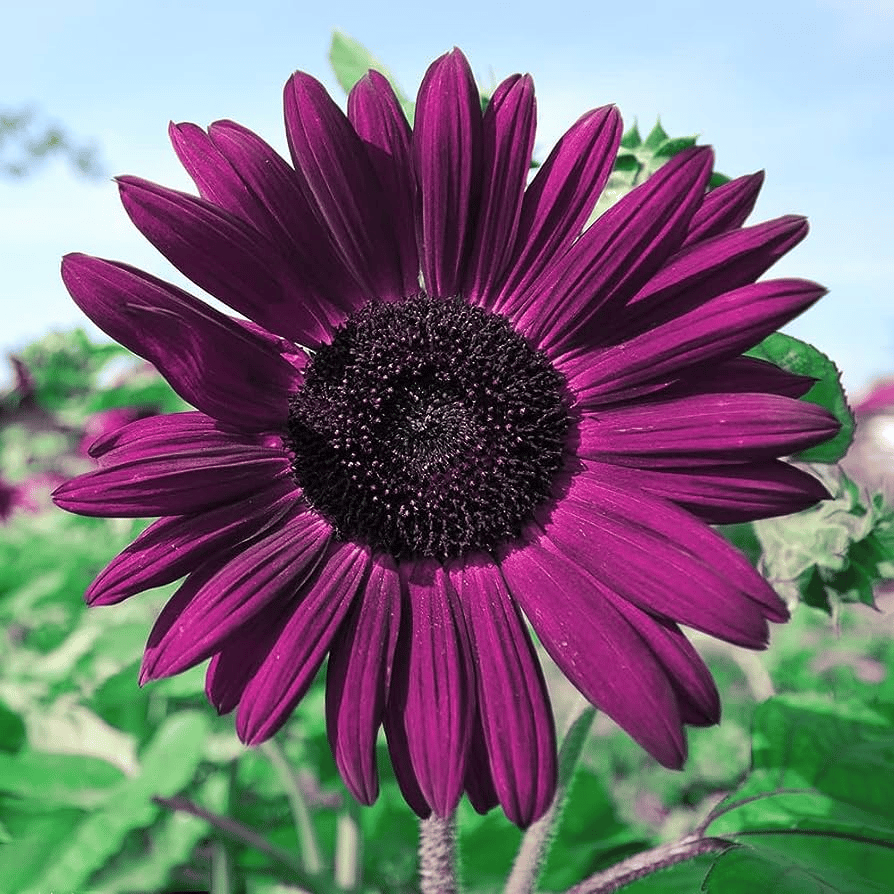 🔥Last day clearance💝Purple Sunflower Seeds Sun Flower Rare Plant Garden ...